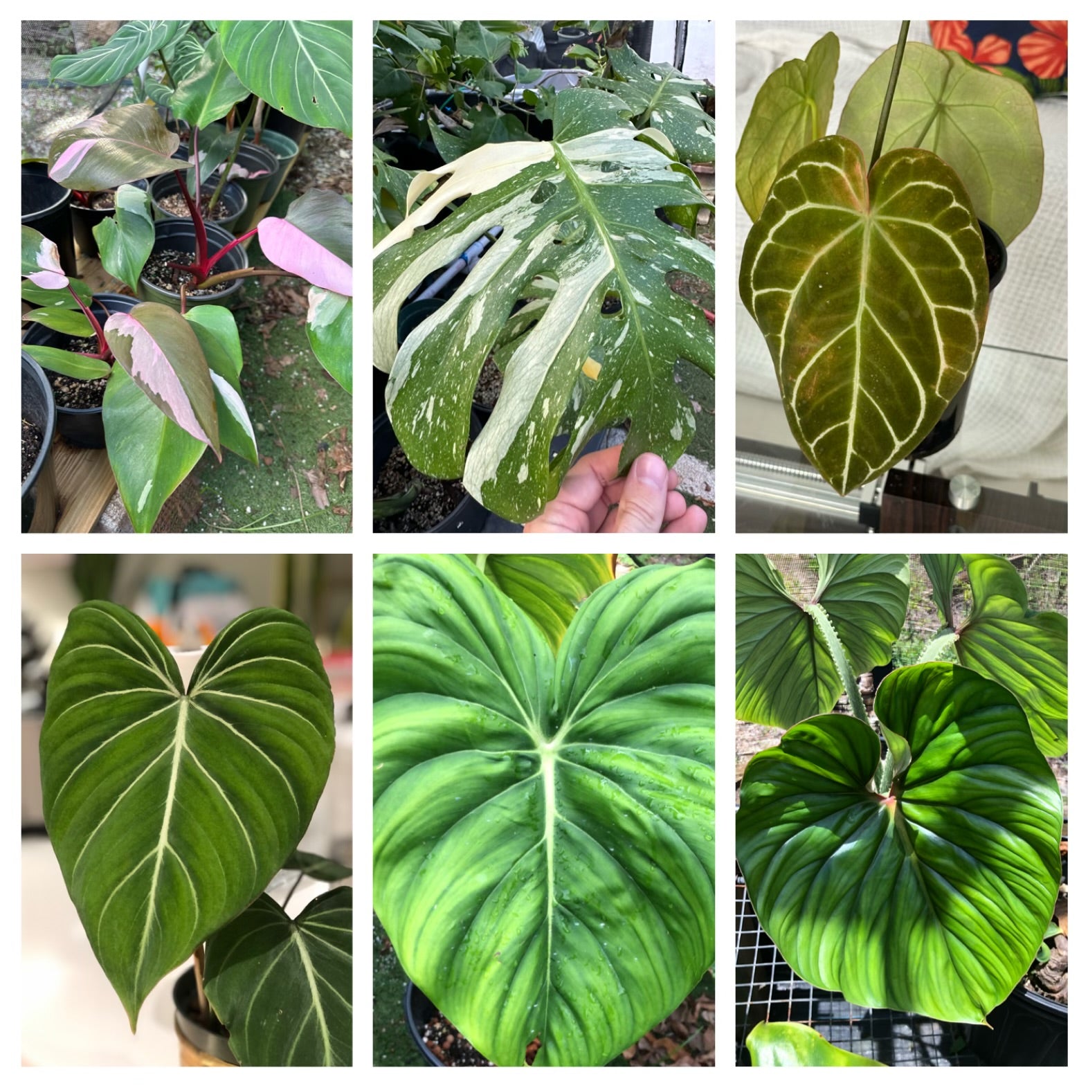 Aroids – Plant Crafter